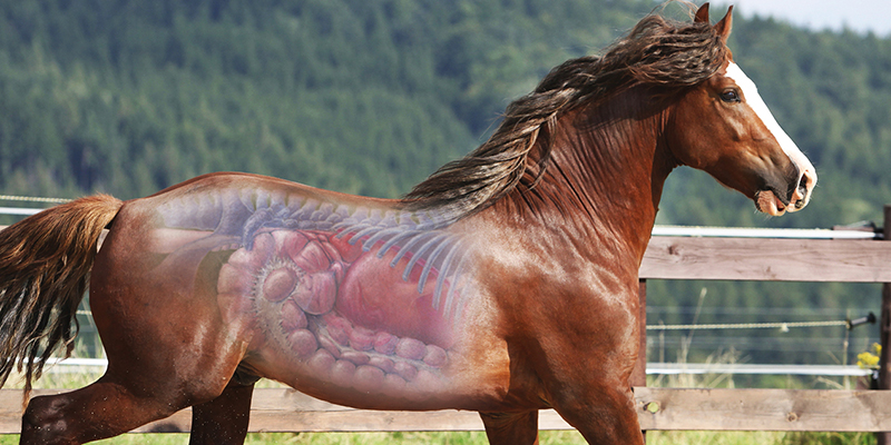 Horse Diseases - Precaution is Better than Cure!